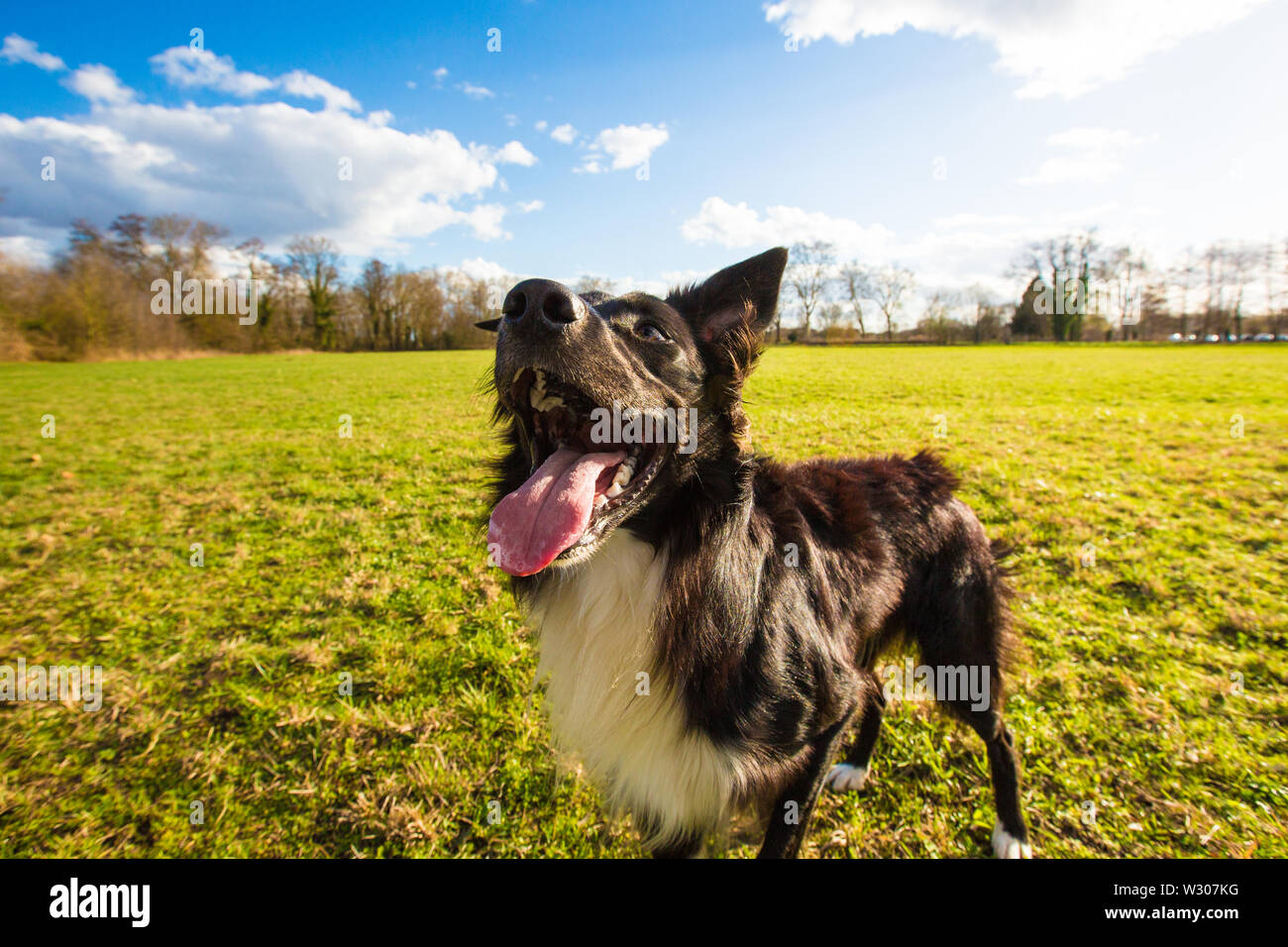 Closeup portrait of playful purebred border collie, keeps mouth open ...