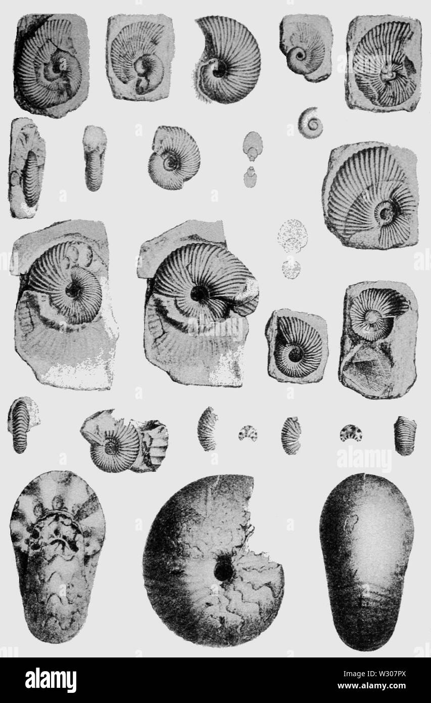 Fossils jurassic Black and White Stock Photos & Images - Alamy