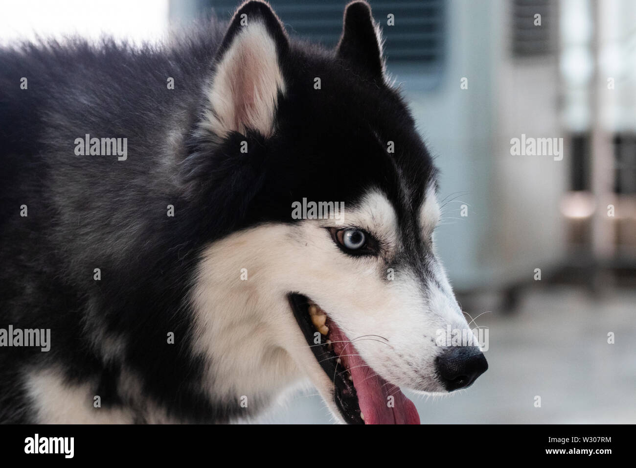 Portrait of happy Siberian Husky Dog opened mouth surprised on sunny ...