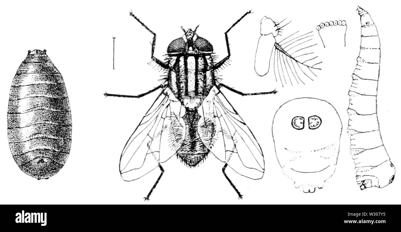 Musca Cut Out Stock Images & Pictures - Alamy