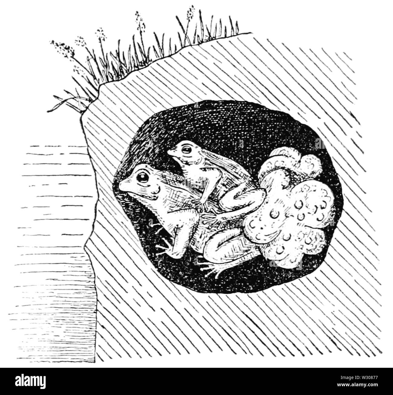 PSM V59 D081 Underground nest of japanese frog Stock Photo - Alamy