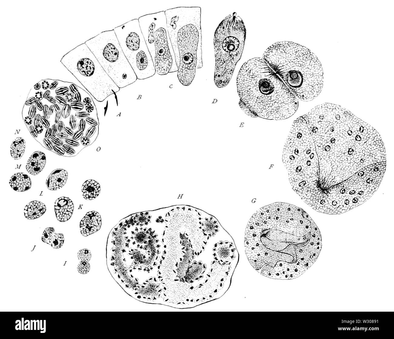 PSM V59 D203 Life cycle of a gregarine Stock Photo - Alamy