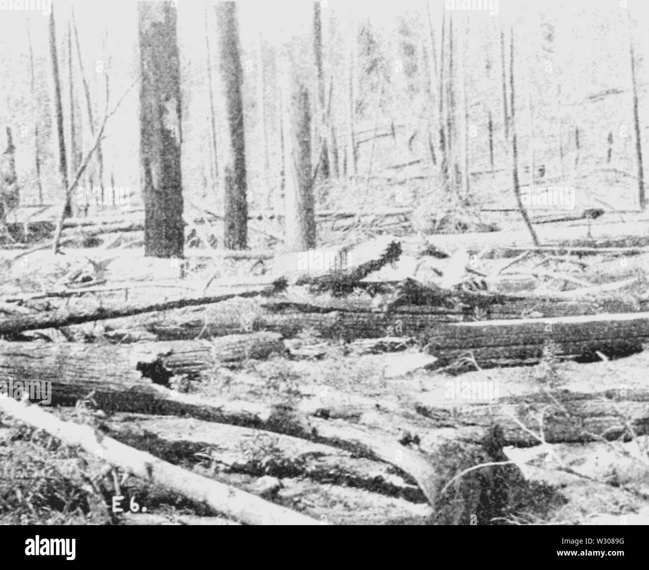 PSM V59 D134 Olympic reservation devastation by fire Stock Photo - Alamy