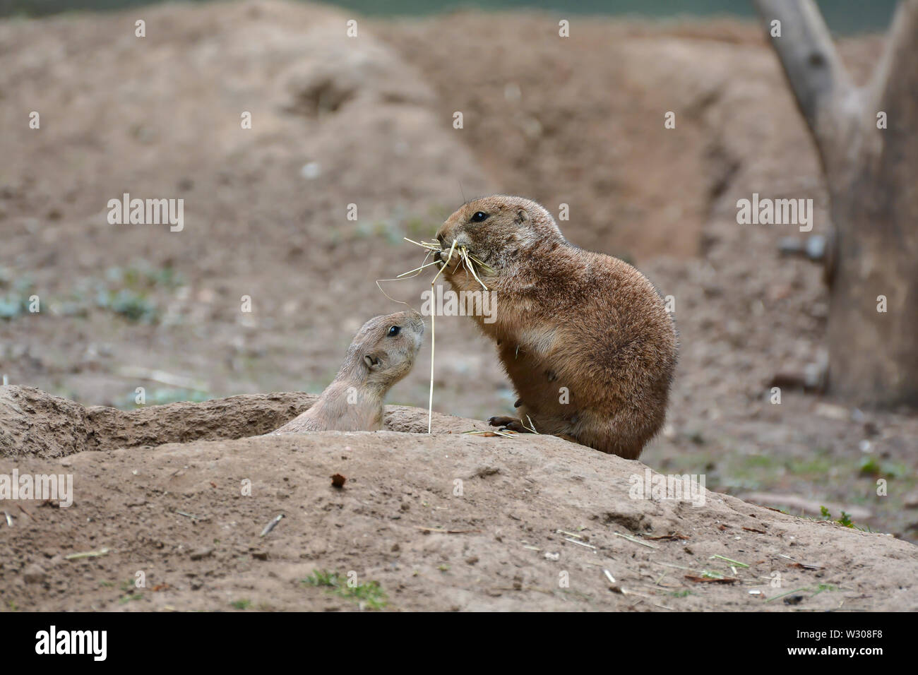 Prairie dogs during the feeding Stock Photo - Alamy