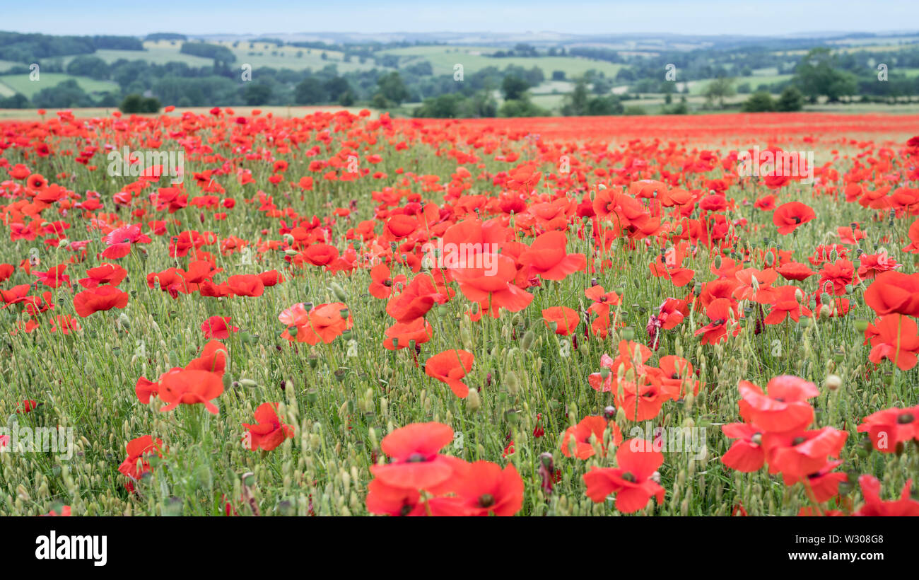 Poppy field cotswolds hi-res stock photography and images - Alamy
