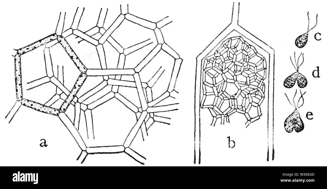 Hydrodictyon hi-res stock photography and images - Alamy