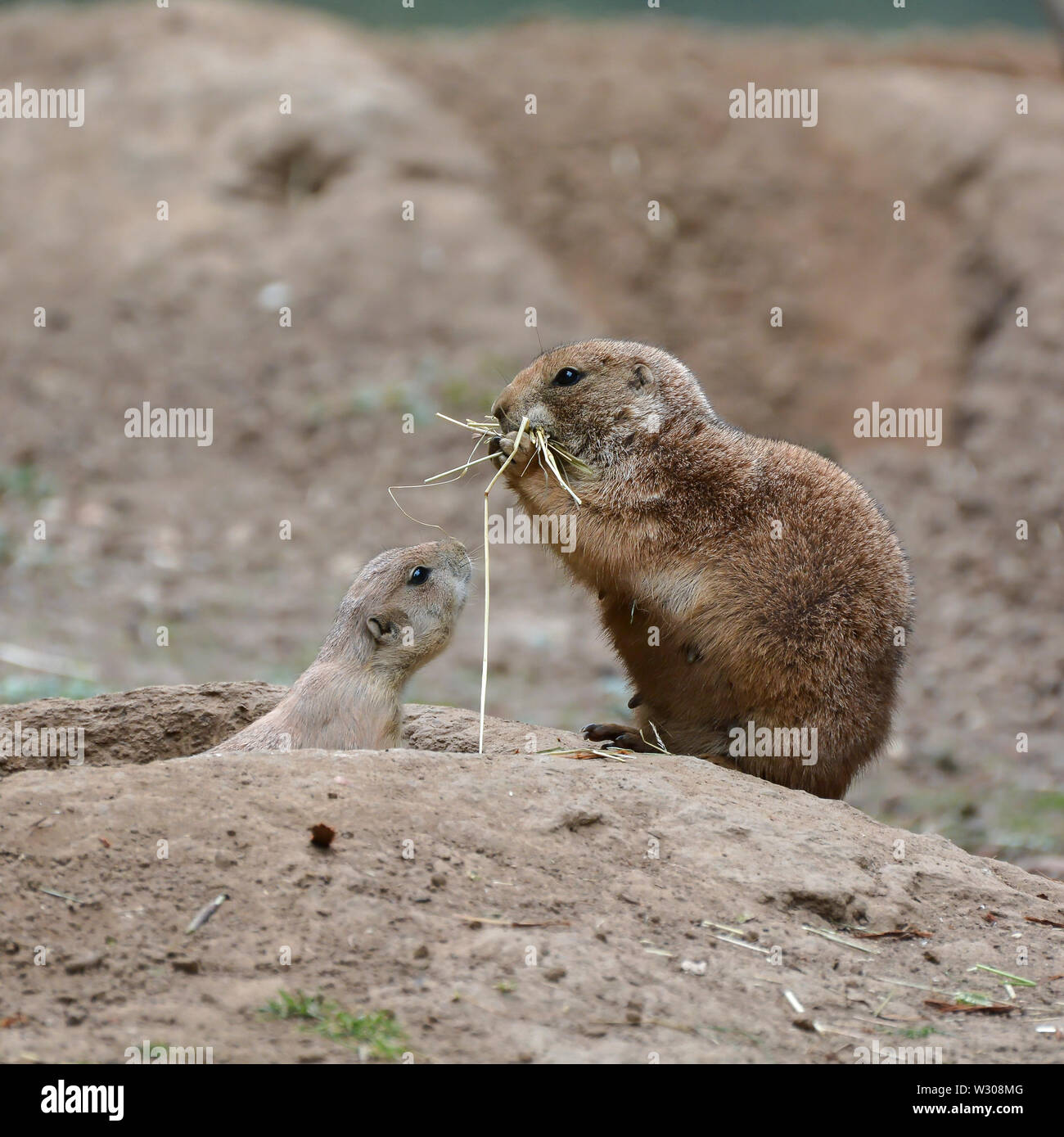 Young prairie dogs at burrow hi-res stock photography and images - Alamy