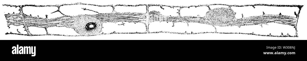 PSM V60 D184 Fibrillar structures in cells of plerome supposed to ...