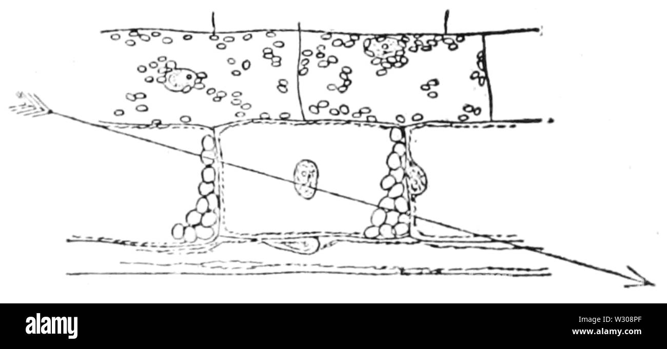 Starch cells hi-res stock photography and images - Alamy