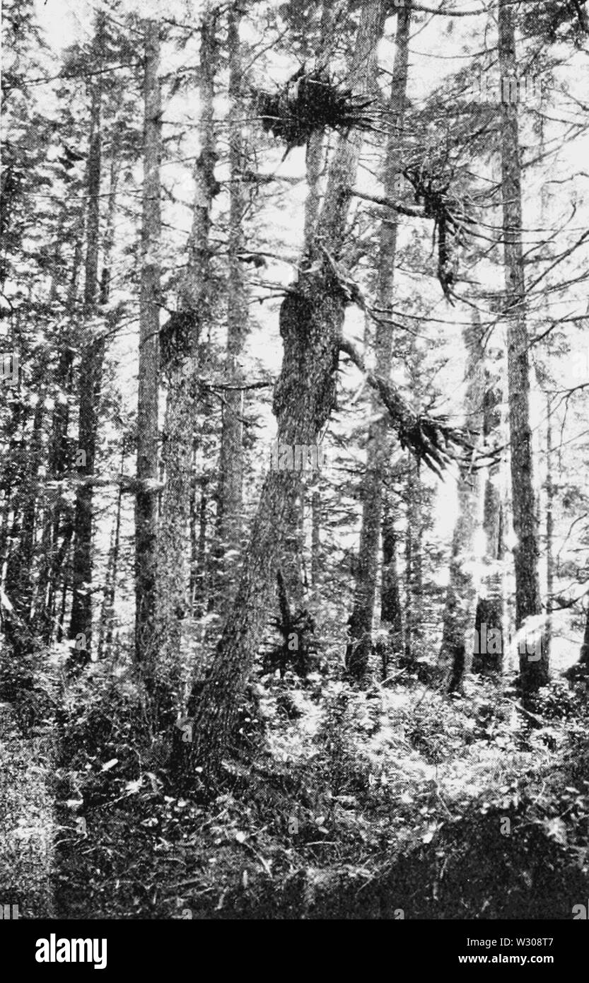 PSM V60 D215 Moss covered hexenbesen of the dwarf mistletoe on hemlock ...