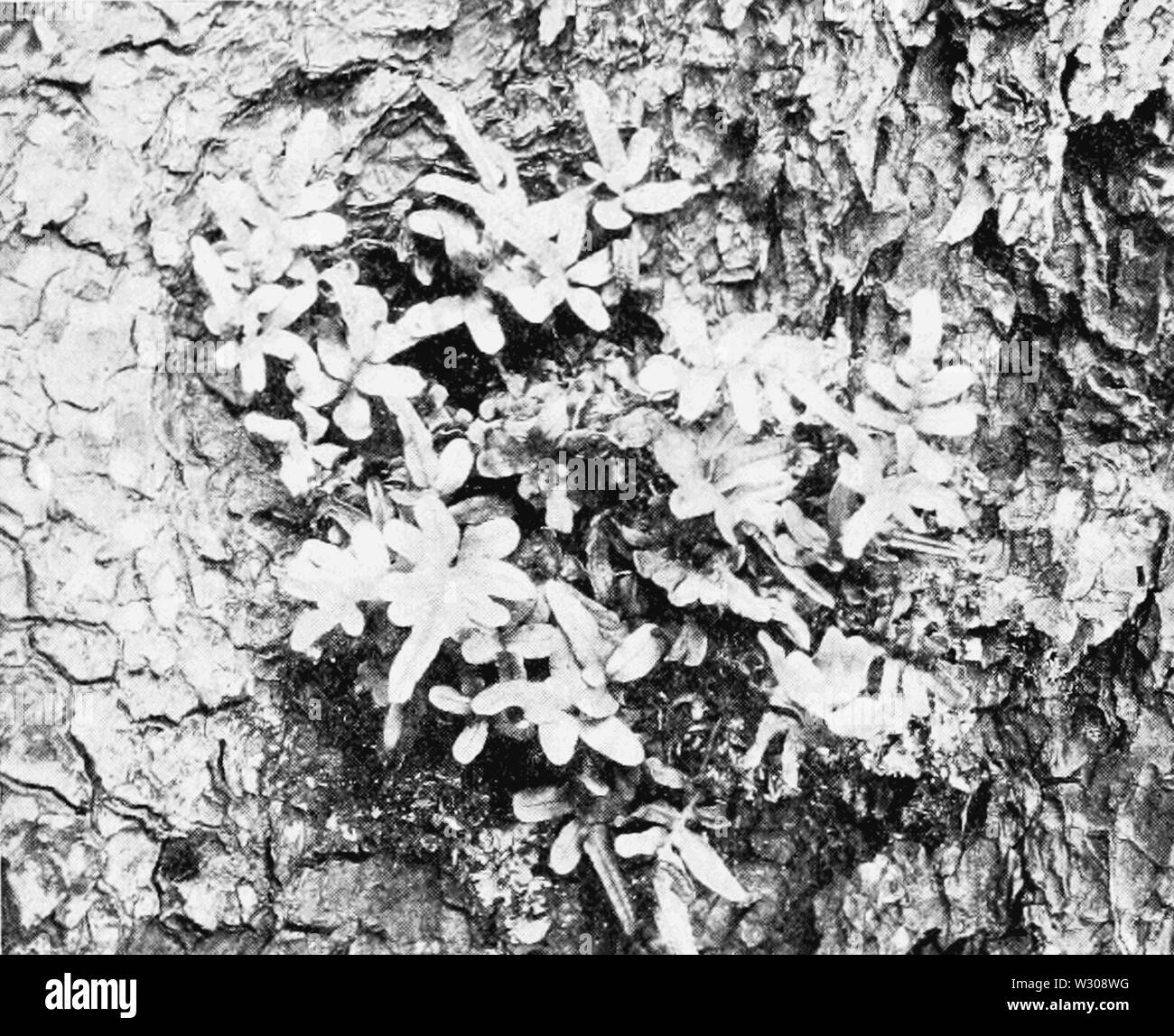 Polypody fern tree Black and White Stock Photos & Images - Alamy