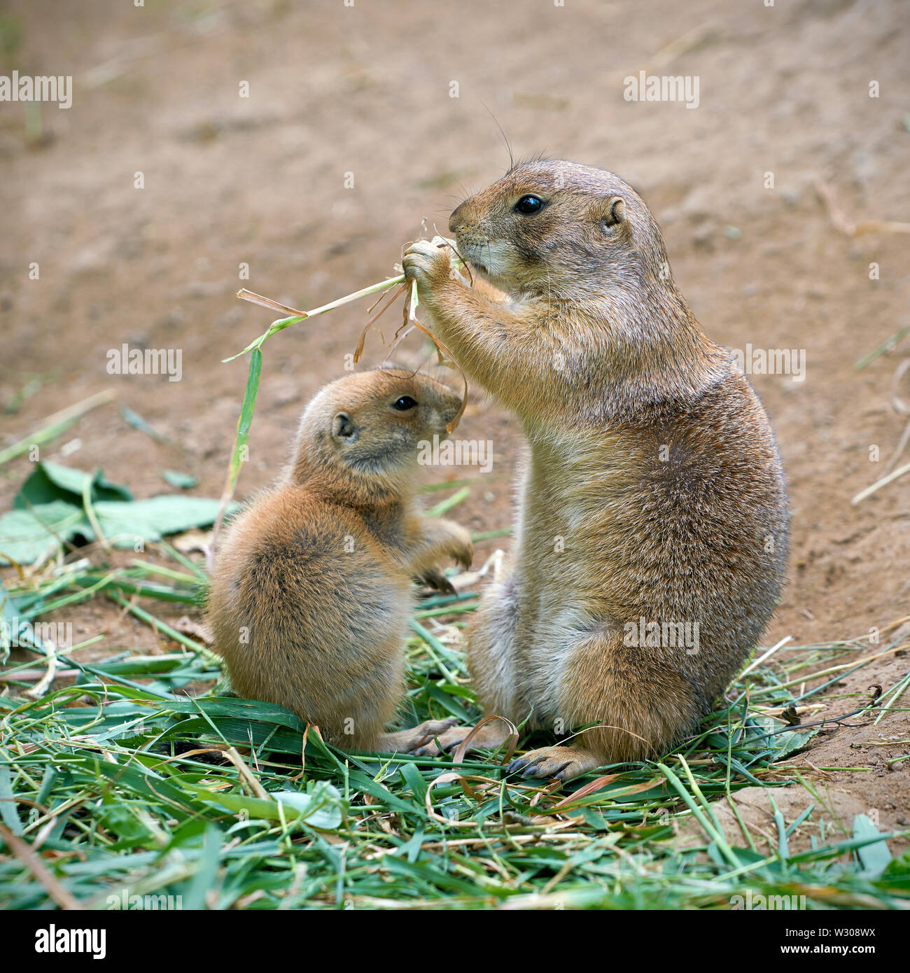 Young prairie dogs at burrow hi-res stock photography and images - Alamy