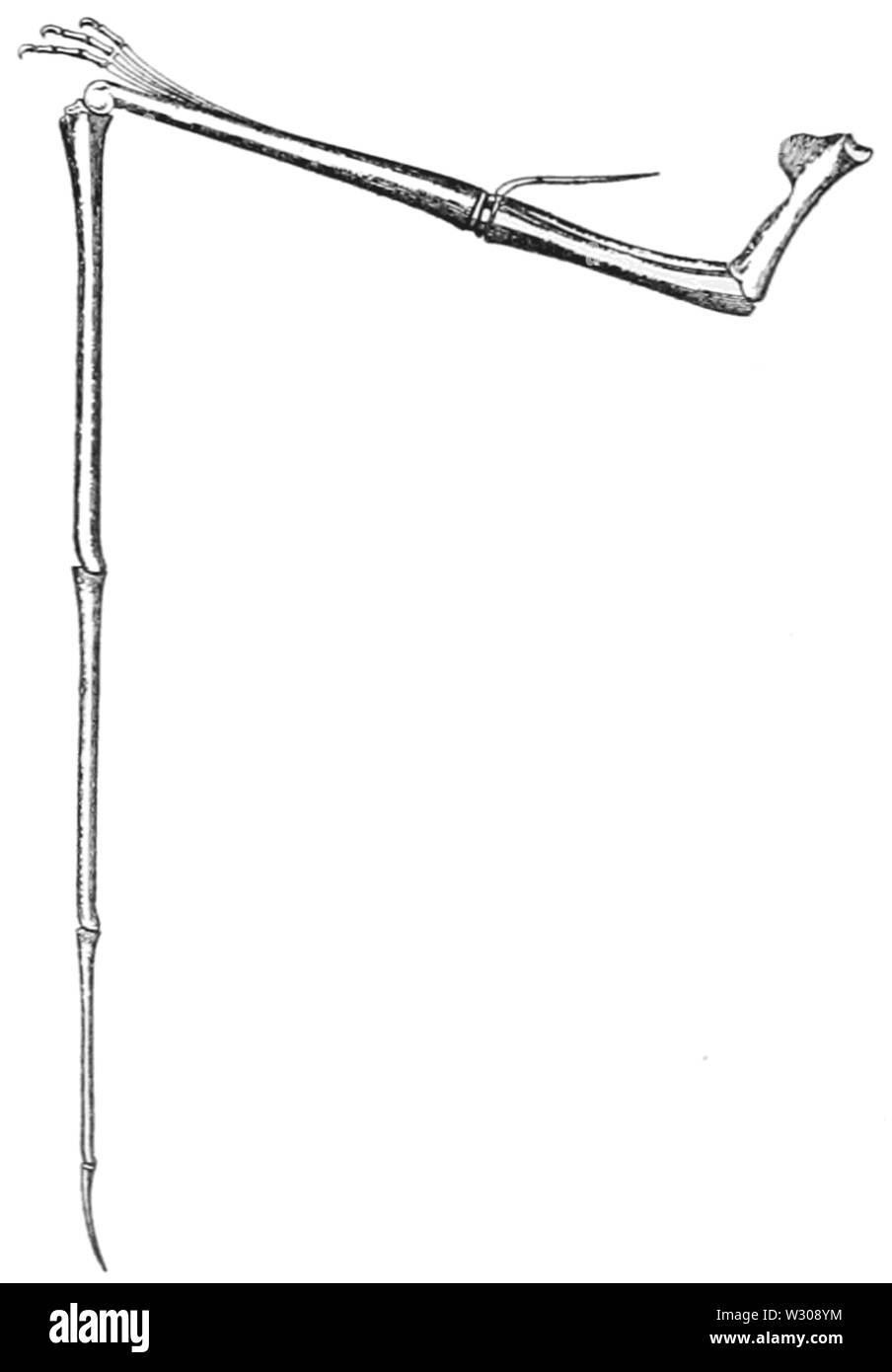 Wing creatures Cut Out Stock Images & Pictures - Alamy