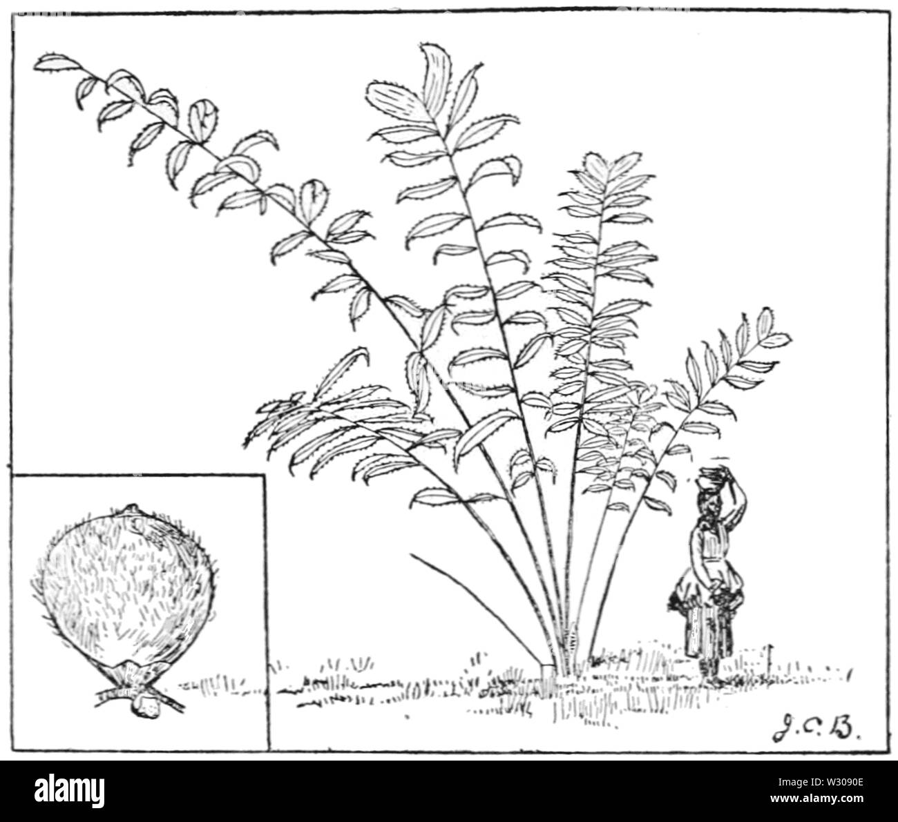 Trunkless hi-res stock photography and images - Alamy