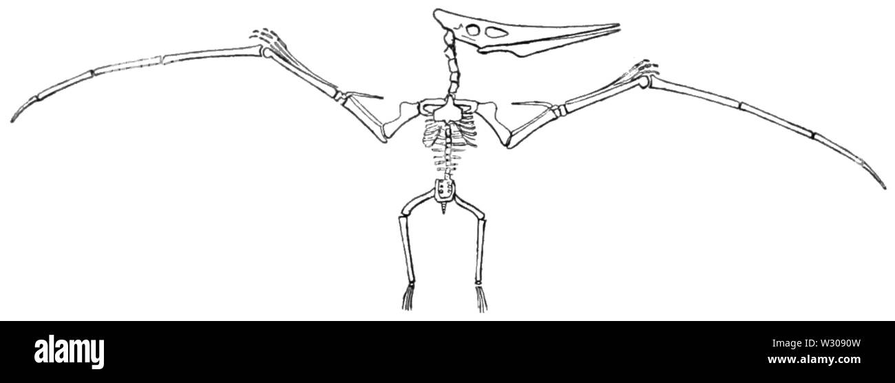 PSM V60 D325 Skeleton of pteranodon Stock Photo - Alamy