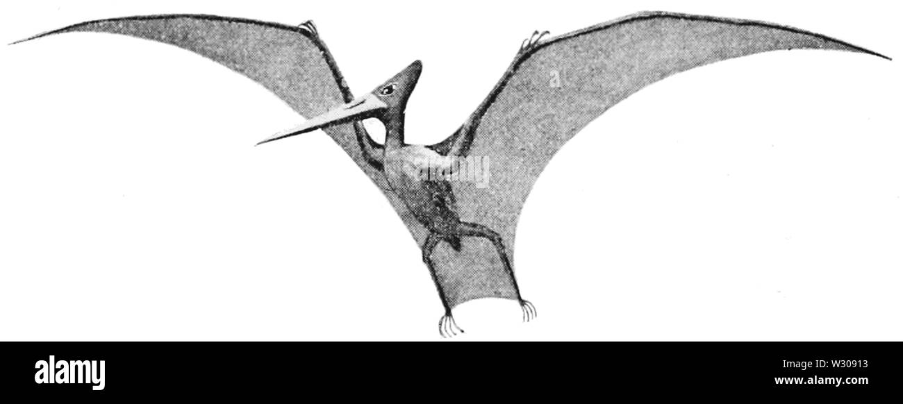 Pteranodon fossil hi-res stock photography and images - Alamy