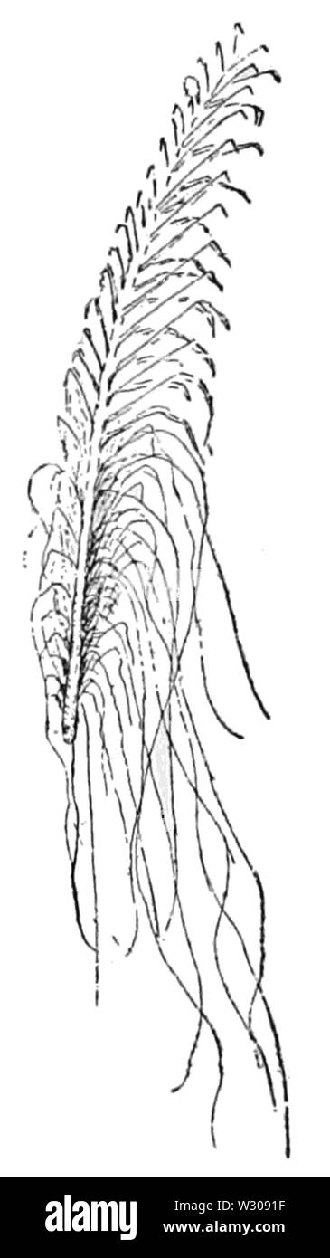 PSM V60 D407 Piassaba frond with its fibres Stock Photo - Alamy