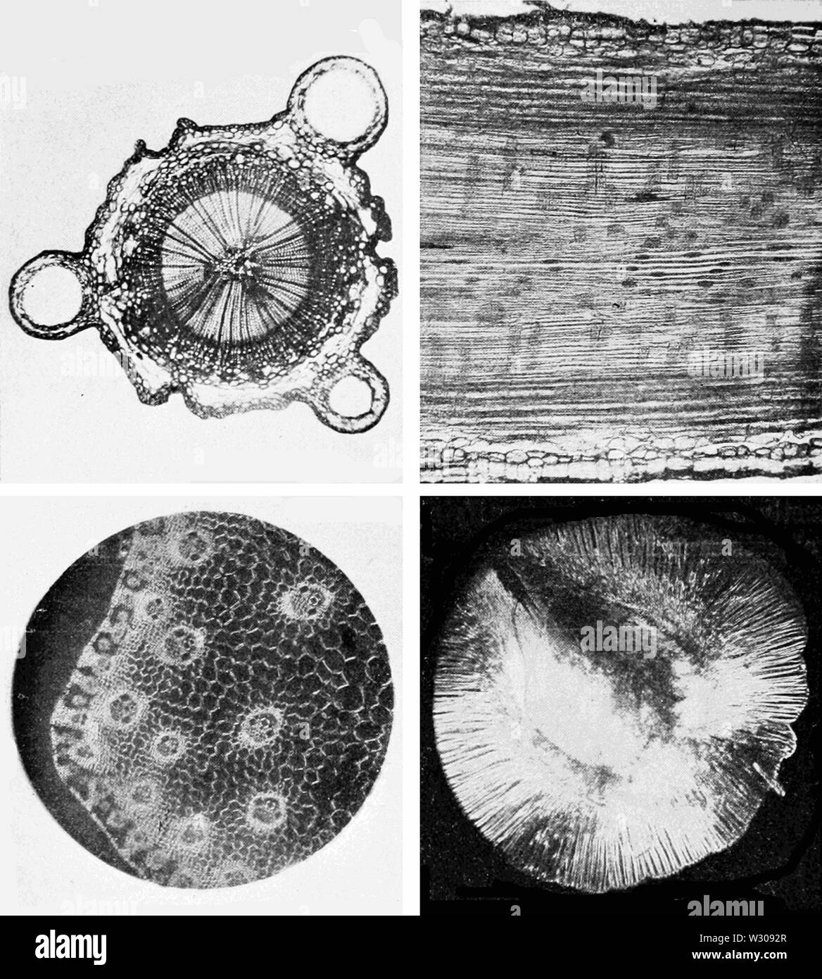 PSM V61 D156 Four examples of microphotography of various objects Stock ...