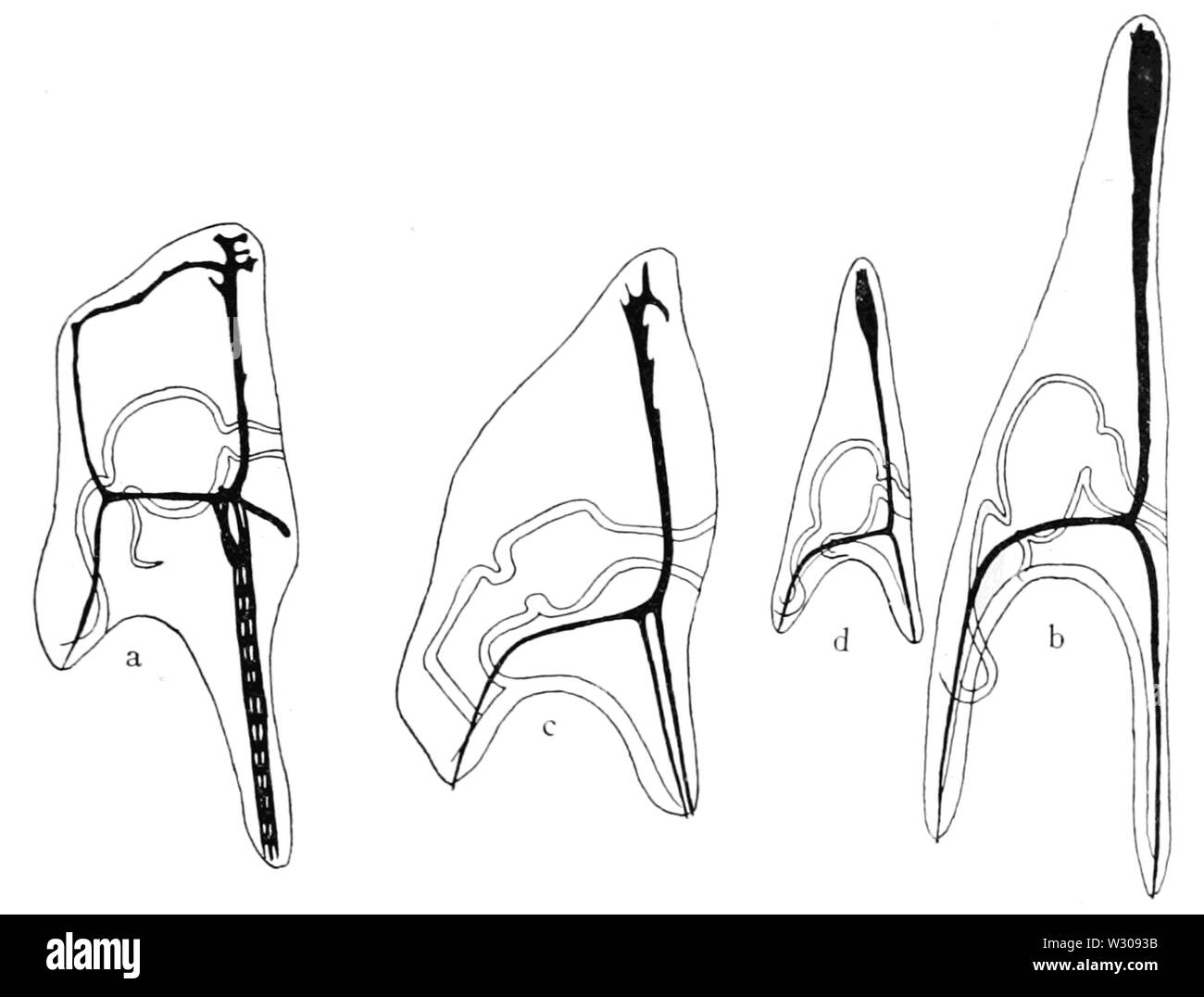 Egg reproduction hi-res stock photography and images - Alamy