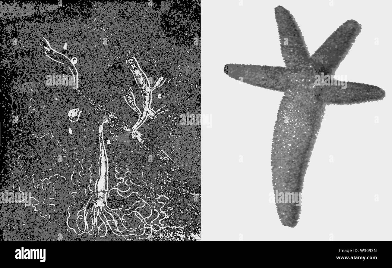 Starfish reproduction Black and White Stock Photos & Images - Alamy
