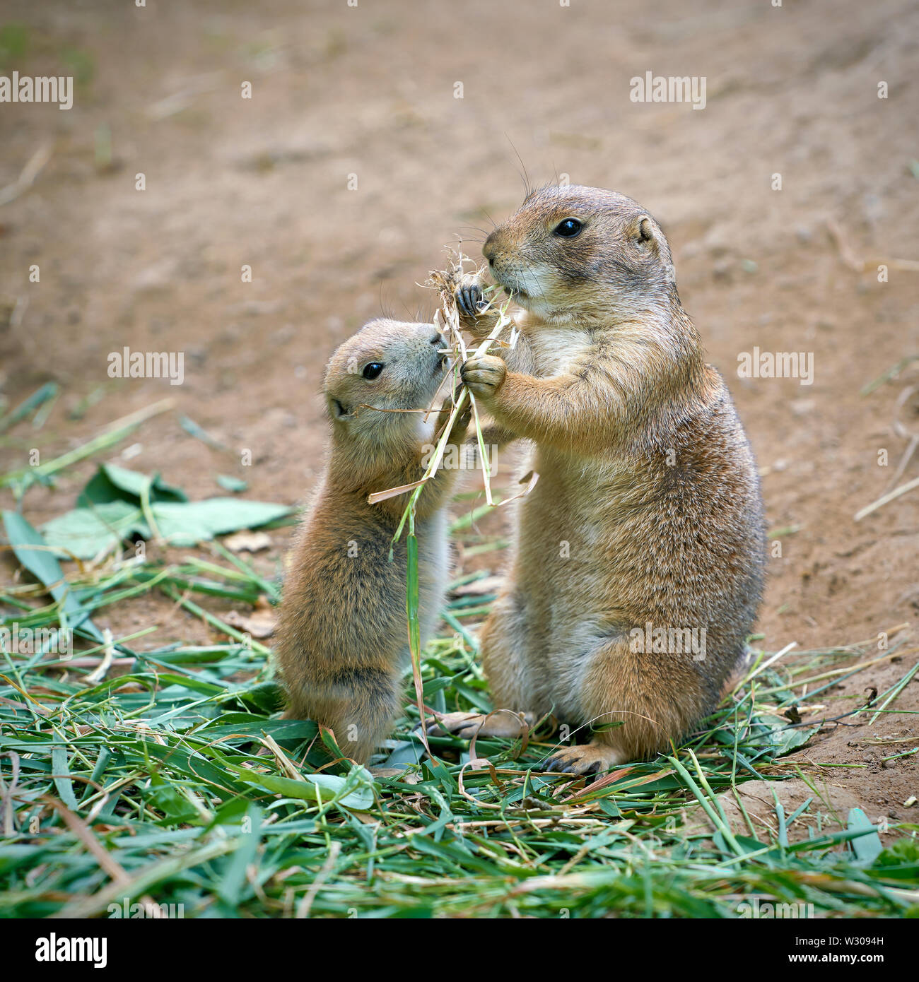 Young prairie dogs at burrow hi-res stock photography and images - Alamy