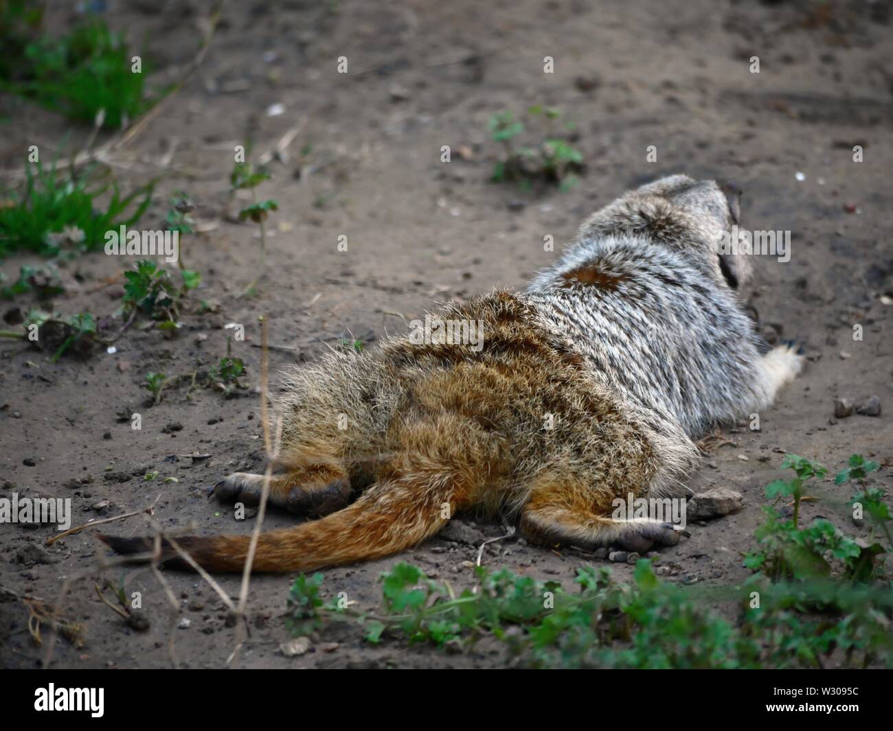 Back view meerkat on hi-res stock photography and images - Alamy
