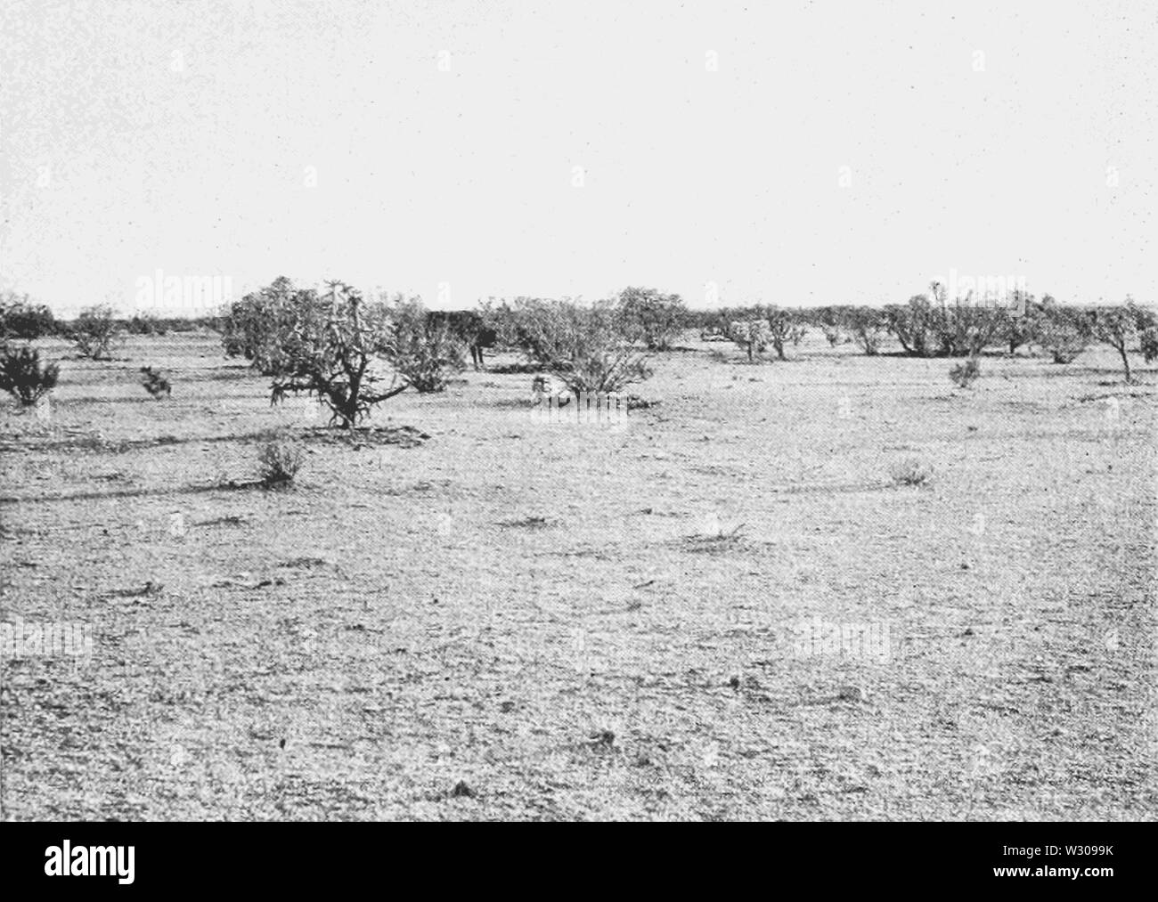Cattle fruit Black and White Stock Photos & Images - Alamy