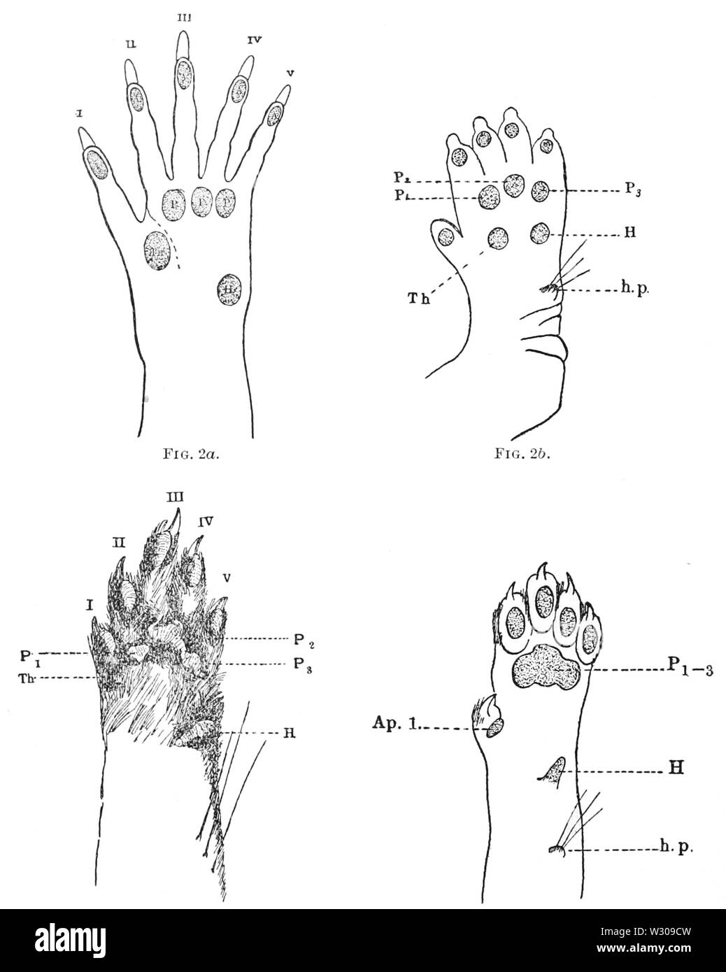 Mammalian Black and White Stock Photos & Images - Alamy
