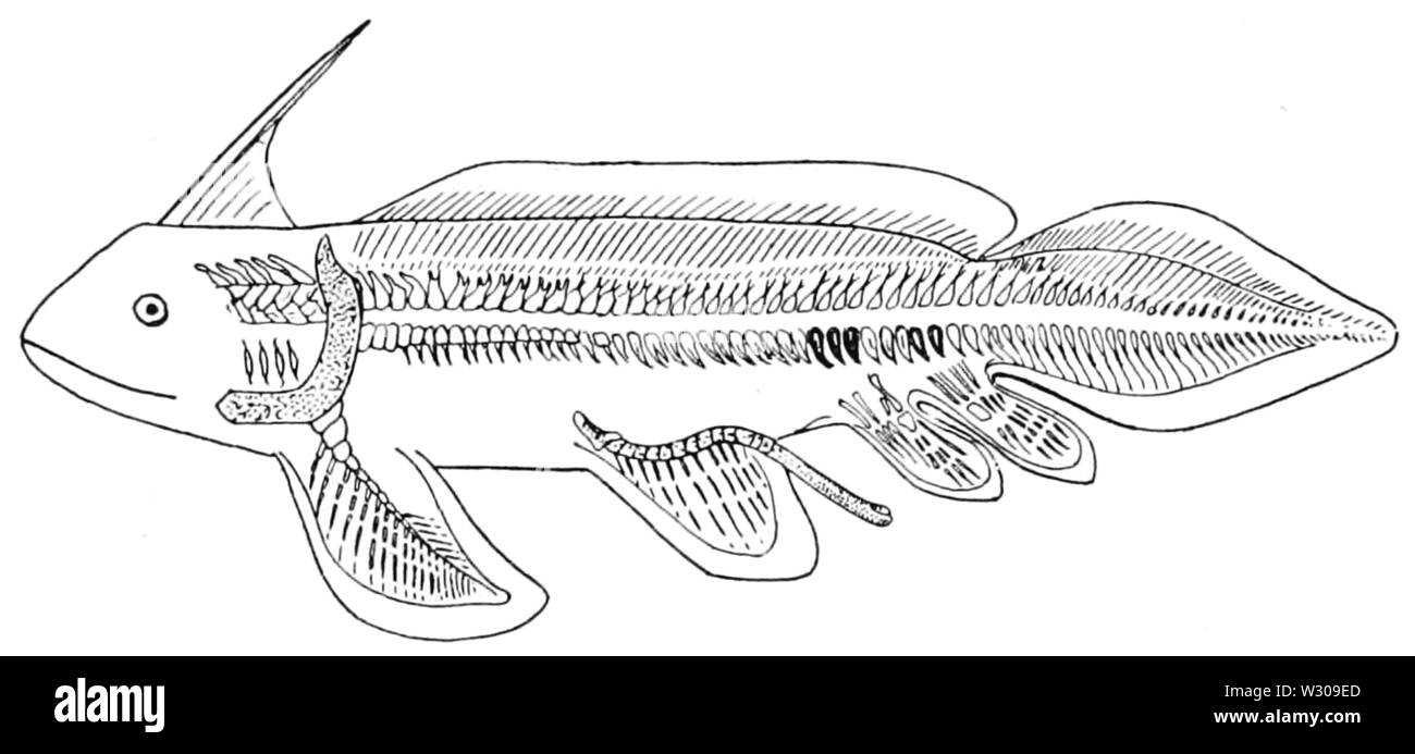 PSM V61 D544 Pleuracanthus decheni restored Stock Photo - Alamy