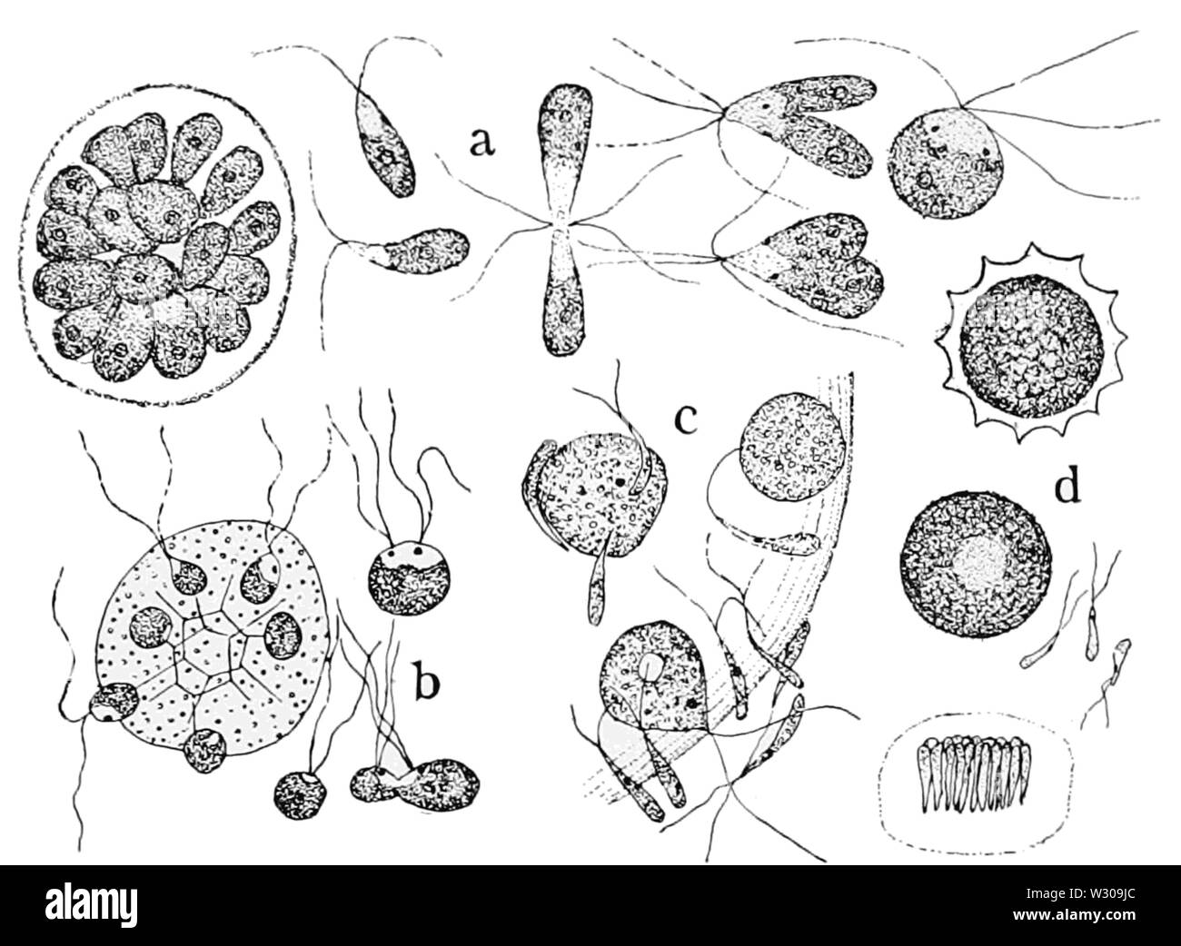 Volvocaceae hi-res stock photography and images - Alamy