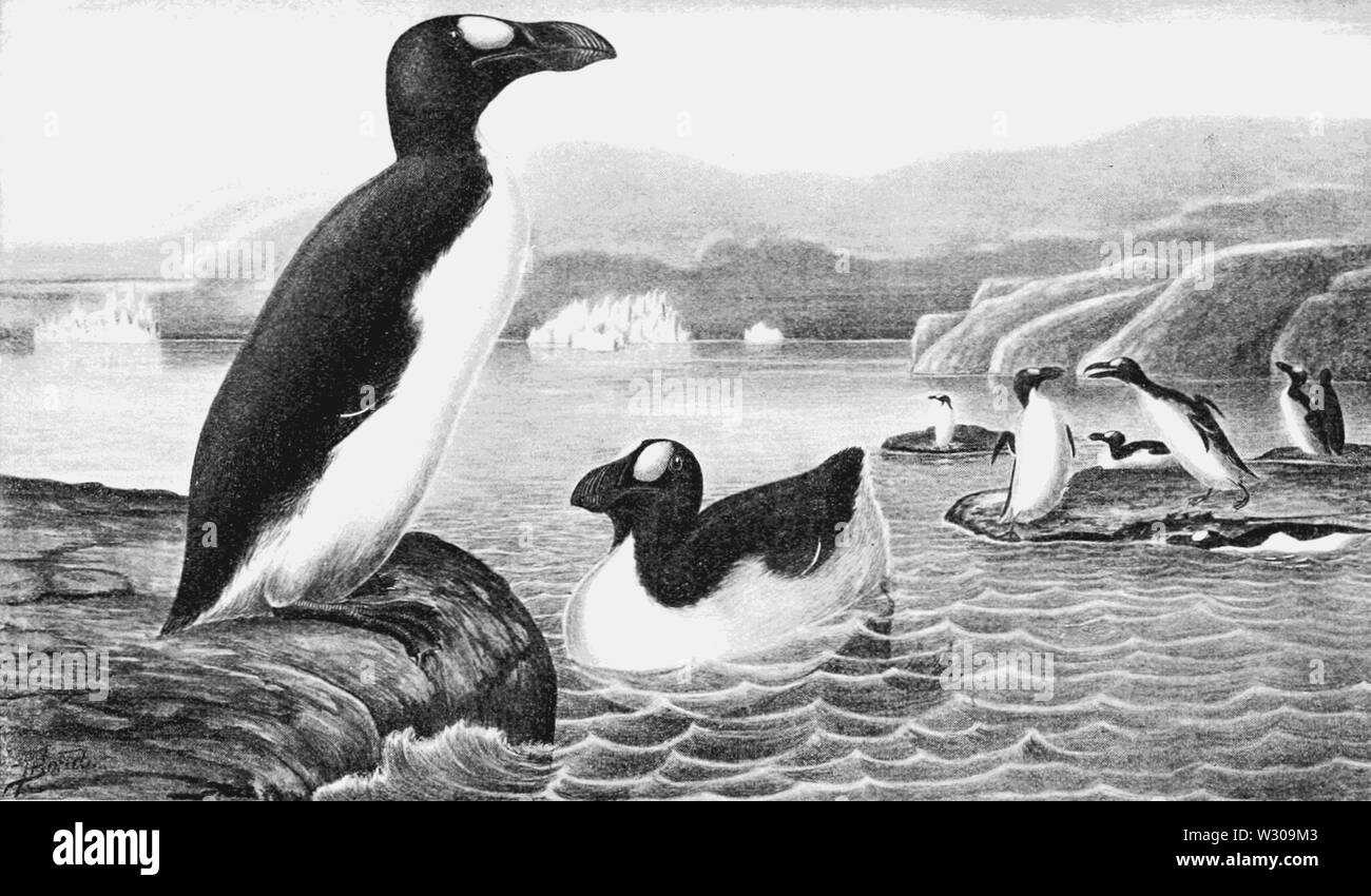 Great auk hi-res stock photography and images - Alamy