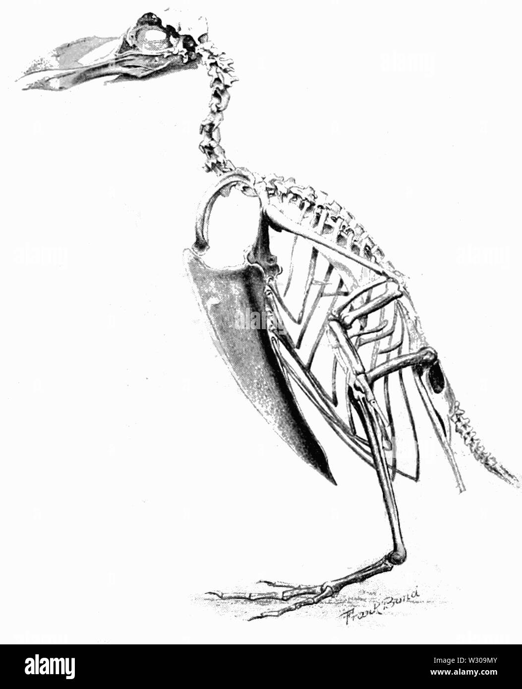 PSM V62 D515 Smithsonian great auk skeleton Stock Photo - Alamy