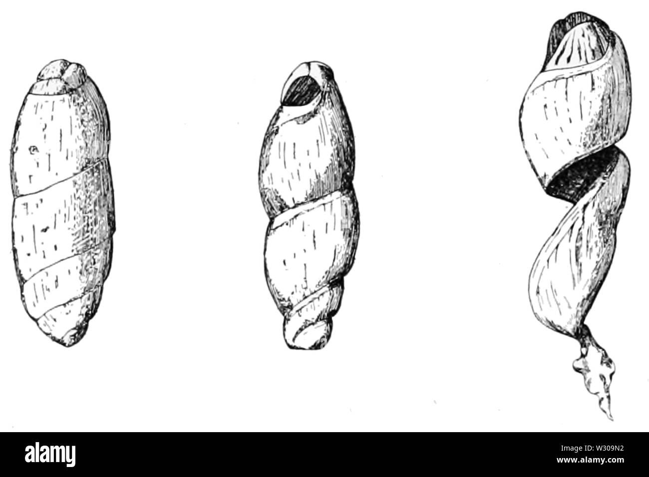 Fecal Matter High Resolution Stock Photography and Images - Alamy