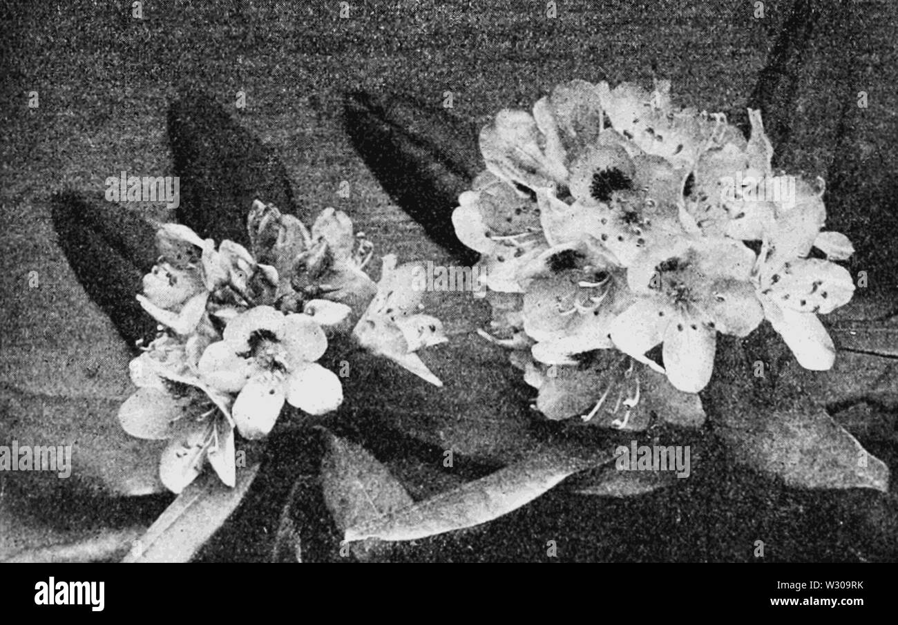 PSM V63 D252 Great laurel rhododendron maximum Stock Photo - Alamy