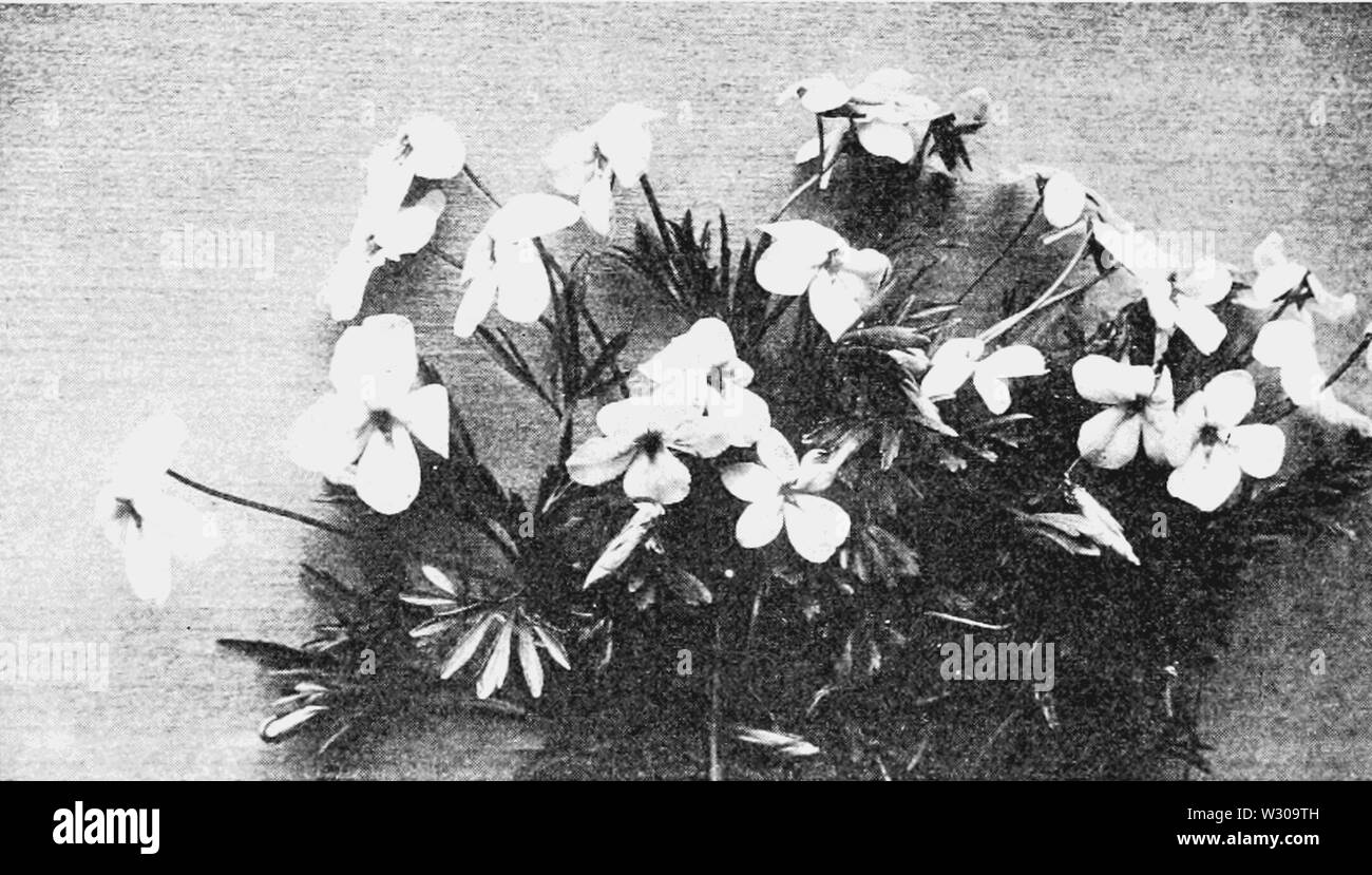 Native plant bird Black and White Stock Photos & Images - Alamy