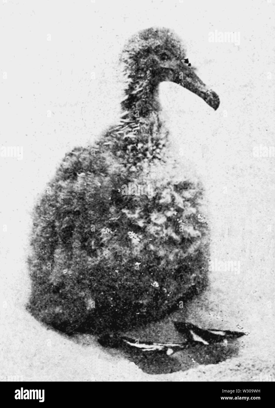 Young naturalist naturalist Black and White Stock Photos & Images - Alamy