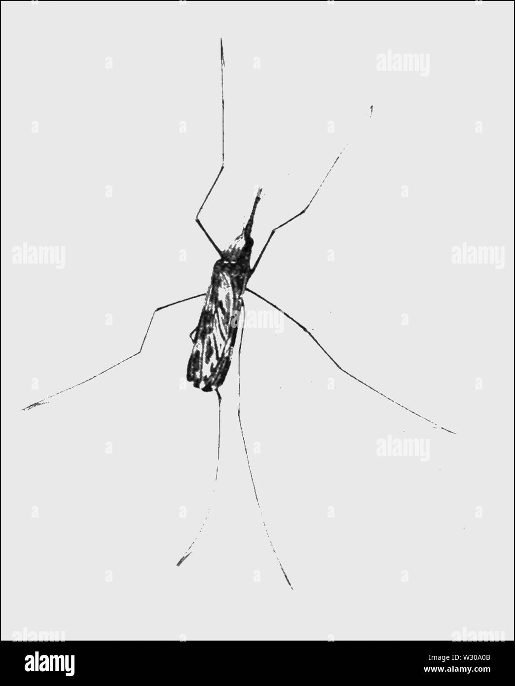 Adult mosquito Black and White Stock Photos & Images - Alamy