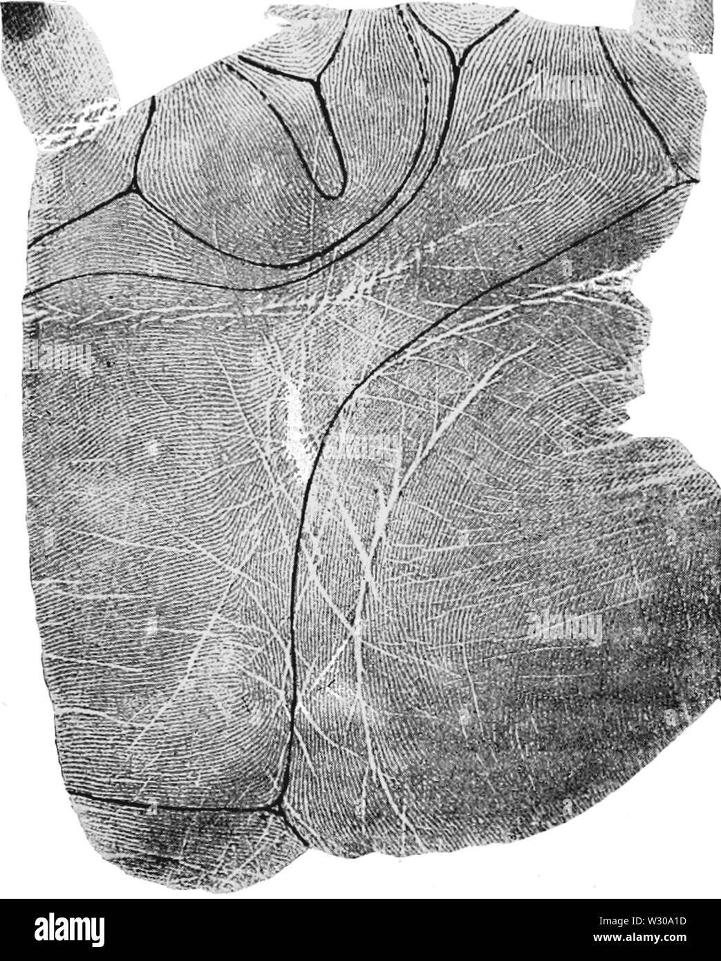 Palmistry lines hi-res stock photography and images - Alamy