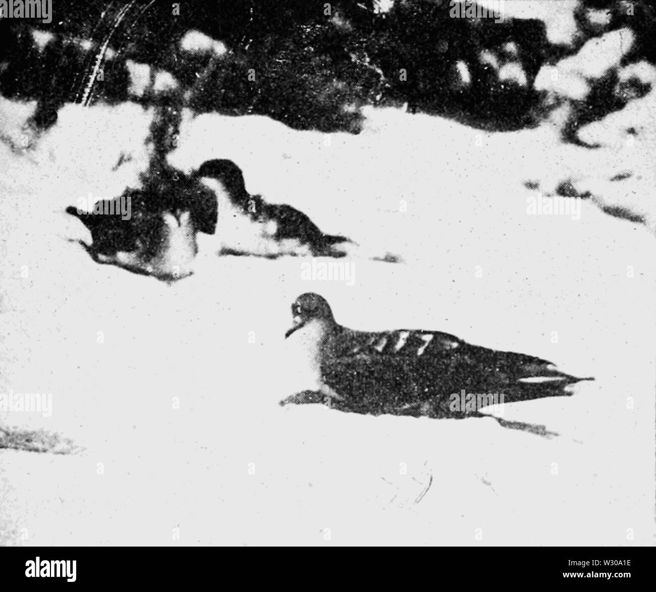 Species burrow Black and White Stock Photos & Images - Alamy