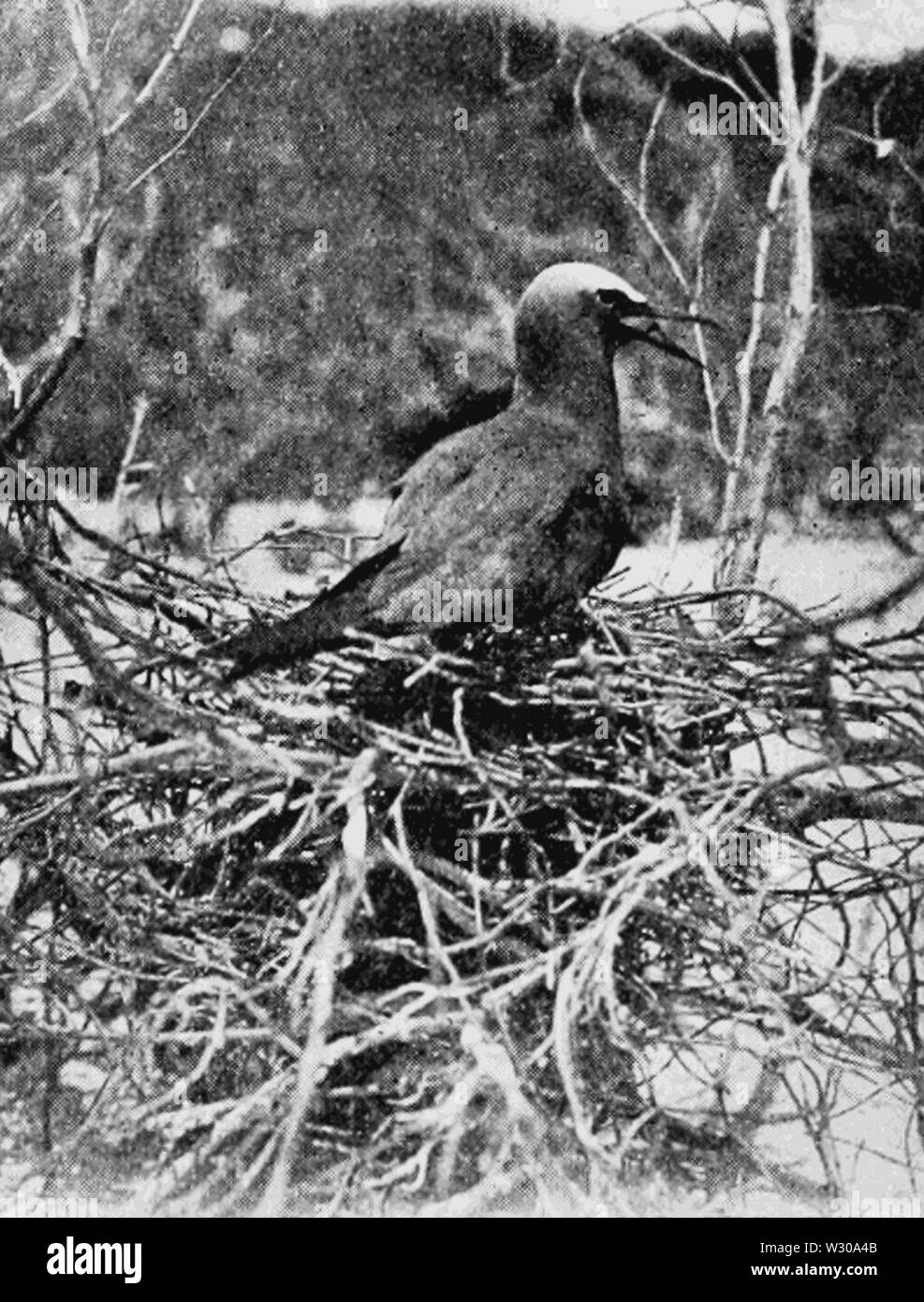 Stolida hi-res stock photography and images - Alamy