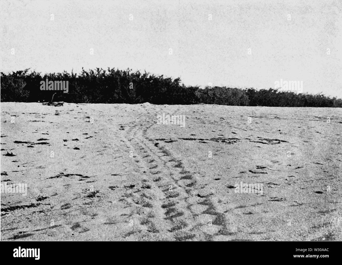 PSM V64 D045 Track of loggerhead turtle in the sand of tortugas Stock ...