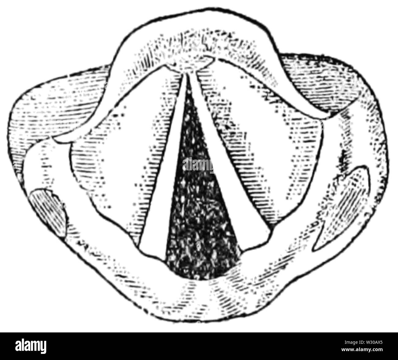 PSM V64 D269 Vocal chords during expiration Stock Photo - Alamy