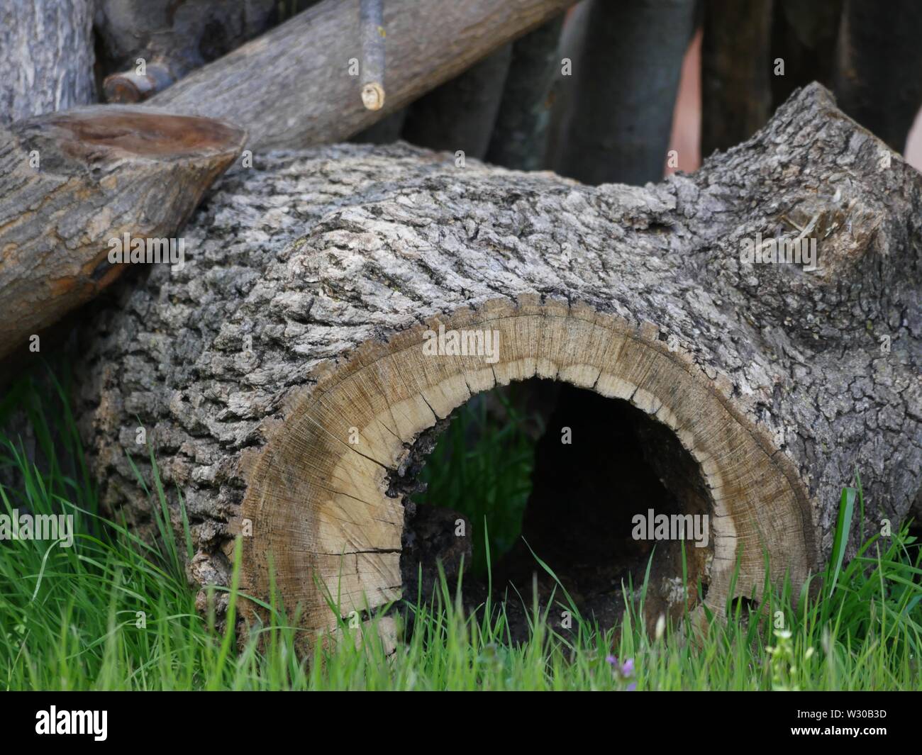 Close up of a hole in a tree trunk used as shelter by small animals in ...