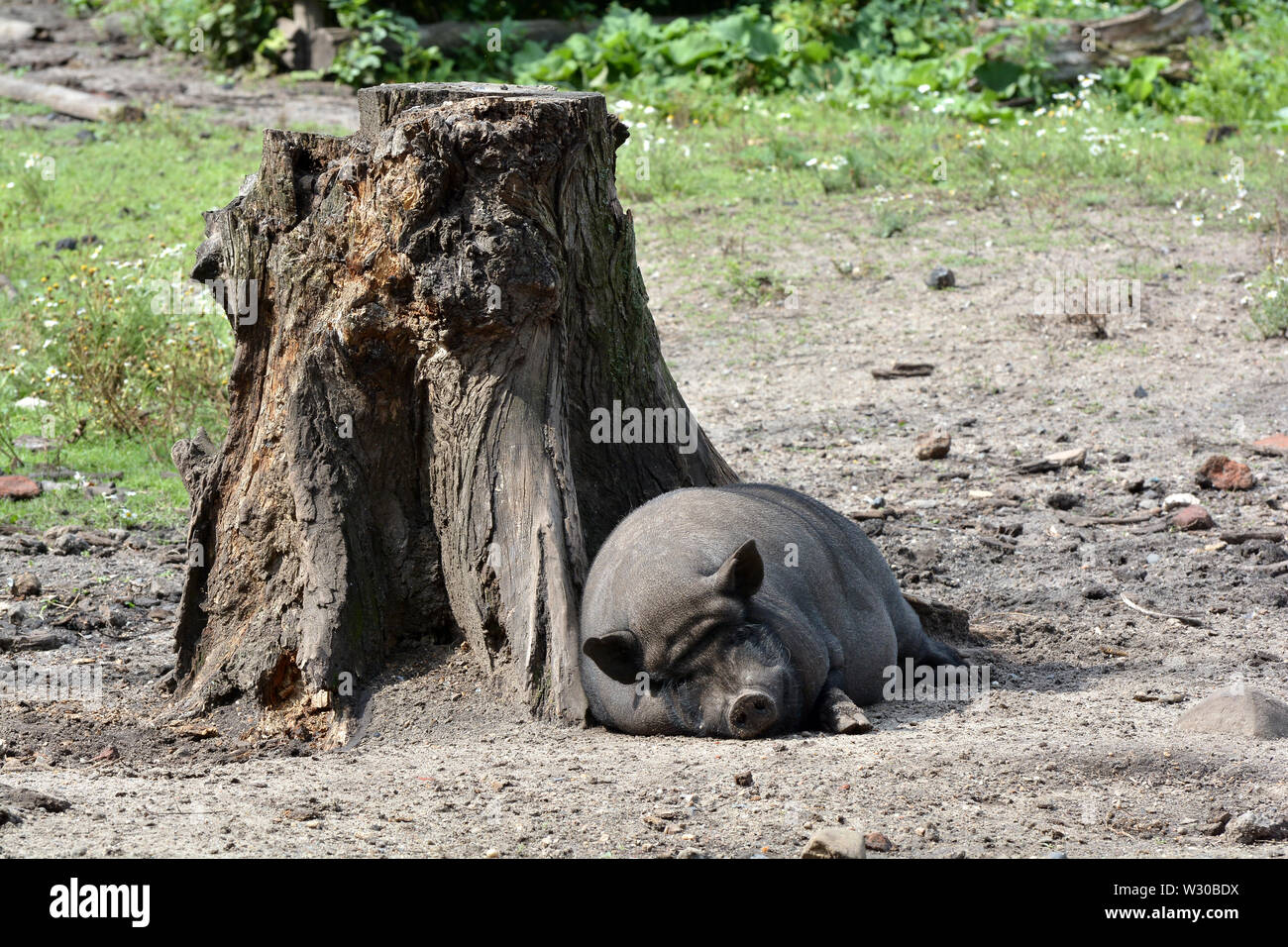 Pig trunk hi-res stock photography and images - Alamy