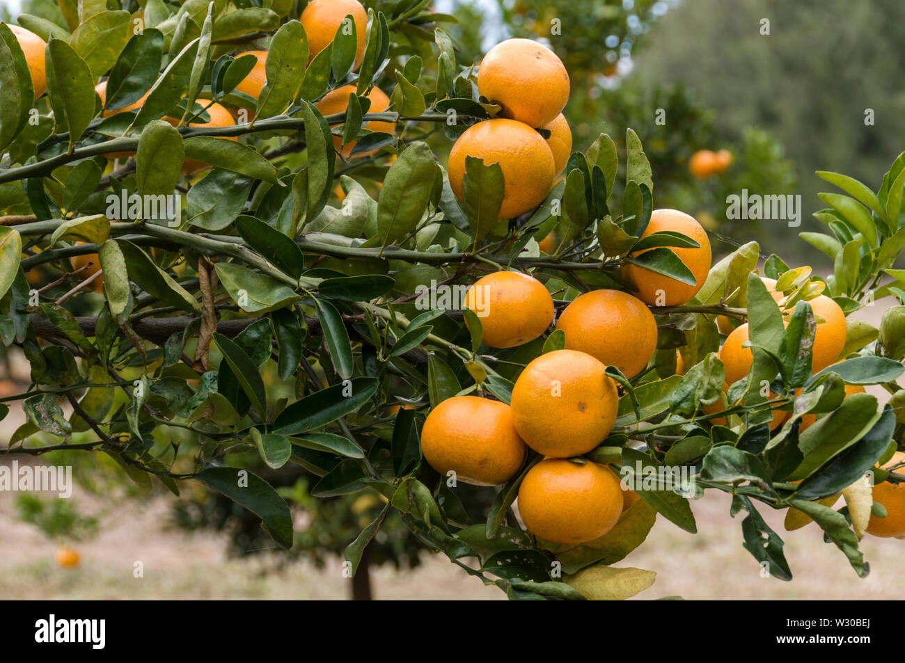 A mandarin orange growing orchard owed by 2PH, a family run fruit ...