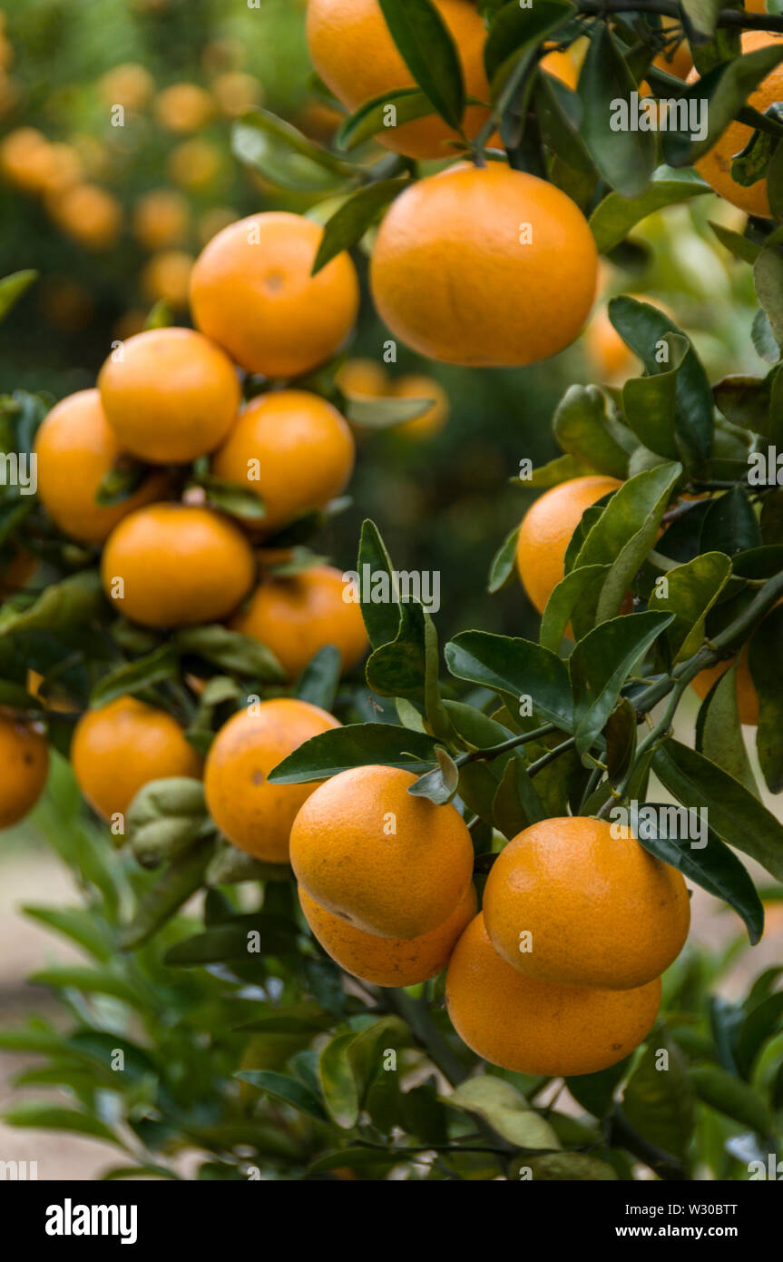 A mandarin orange growing orchard owed by 2PH, a family run fruit ...