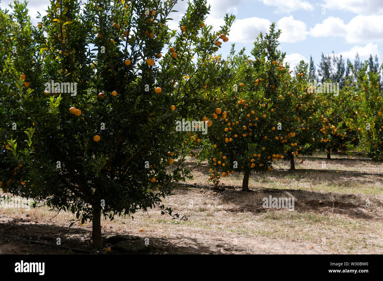 A mandarin orange growing orchard owed by 2PH, a family run fruit ...