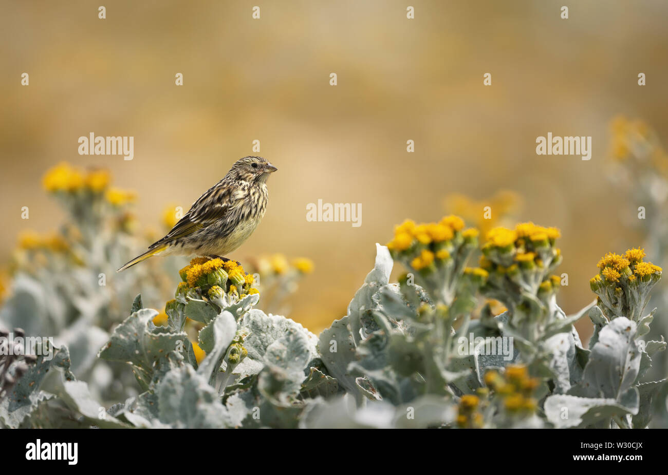 Meadow pipit in yellow flower hi-res stock photography and images - Alamy