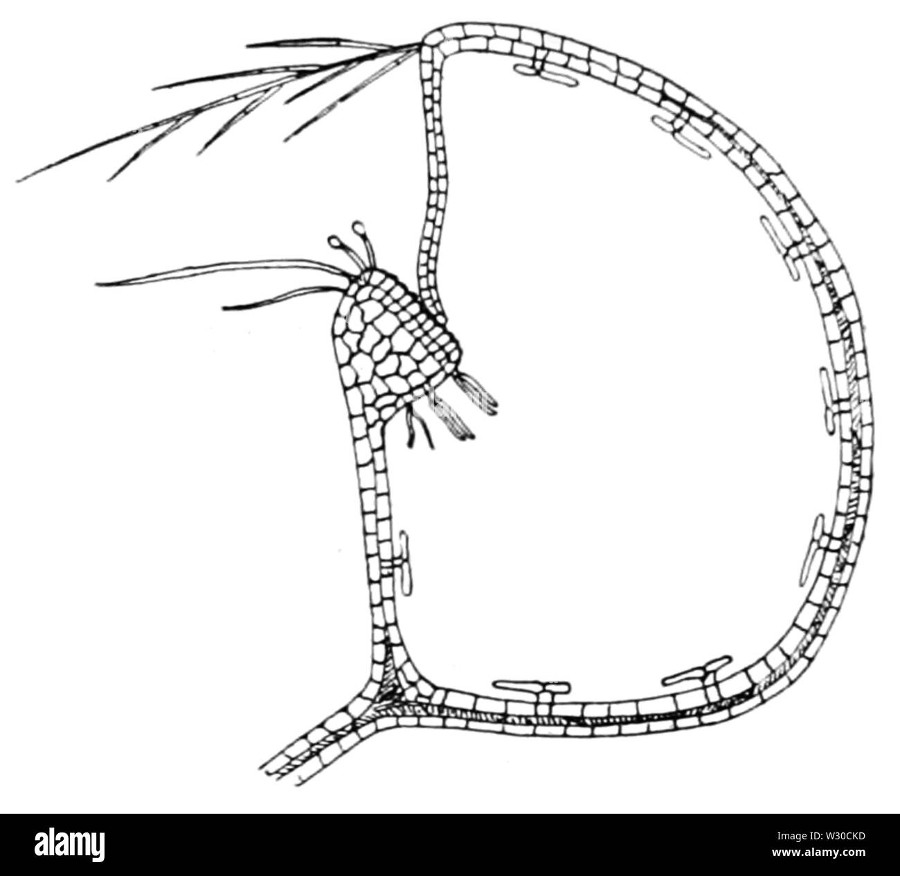 PSM V65 D423 Bladderwort trap enlarged drawing Stock Photo - Alamy