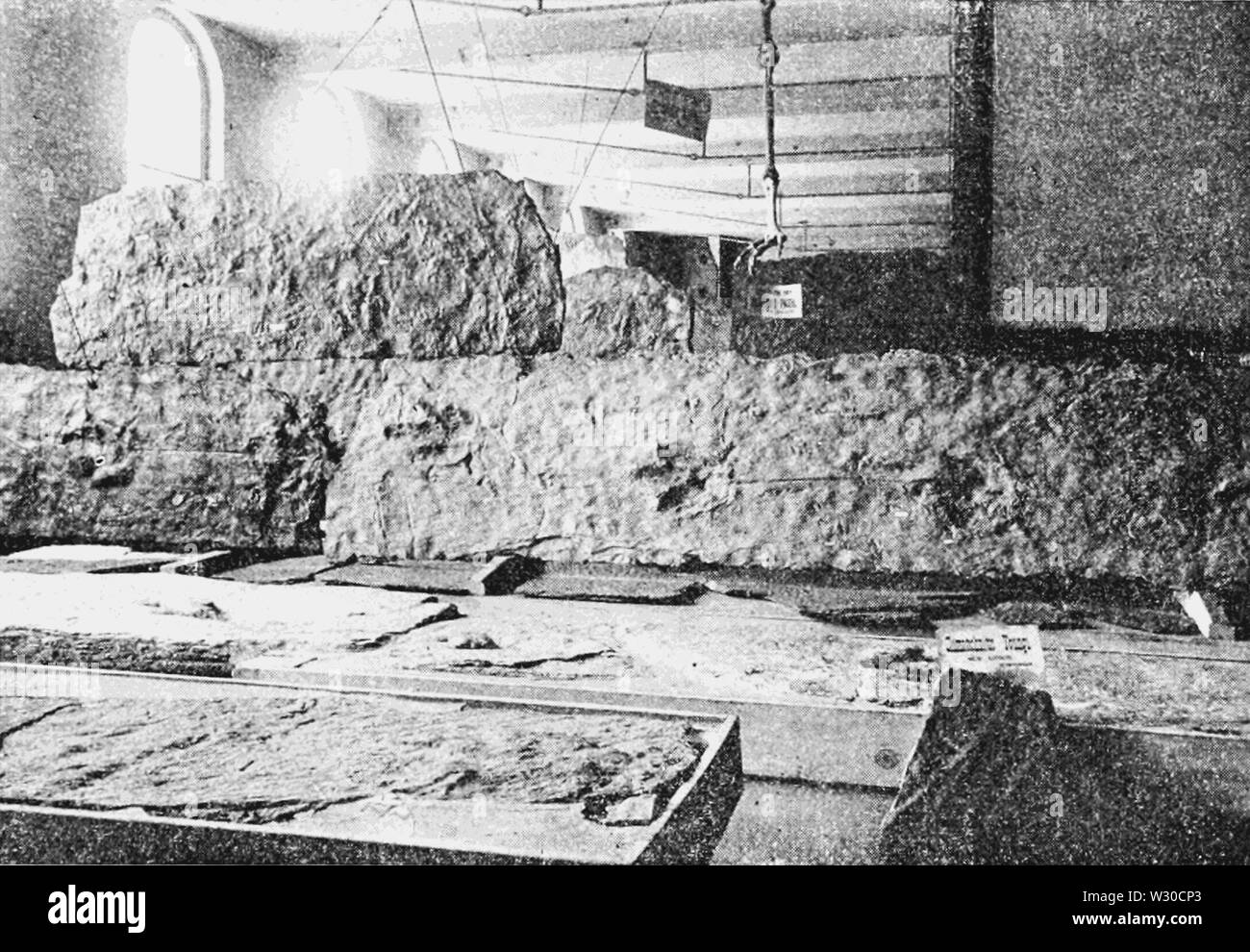 PSM V66 D143 Amherst museum display of dinasaur tracks Stock Photo - Alamy